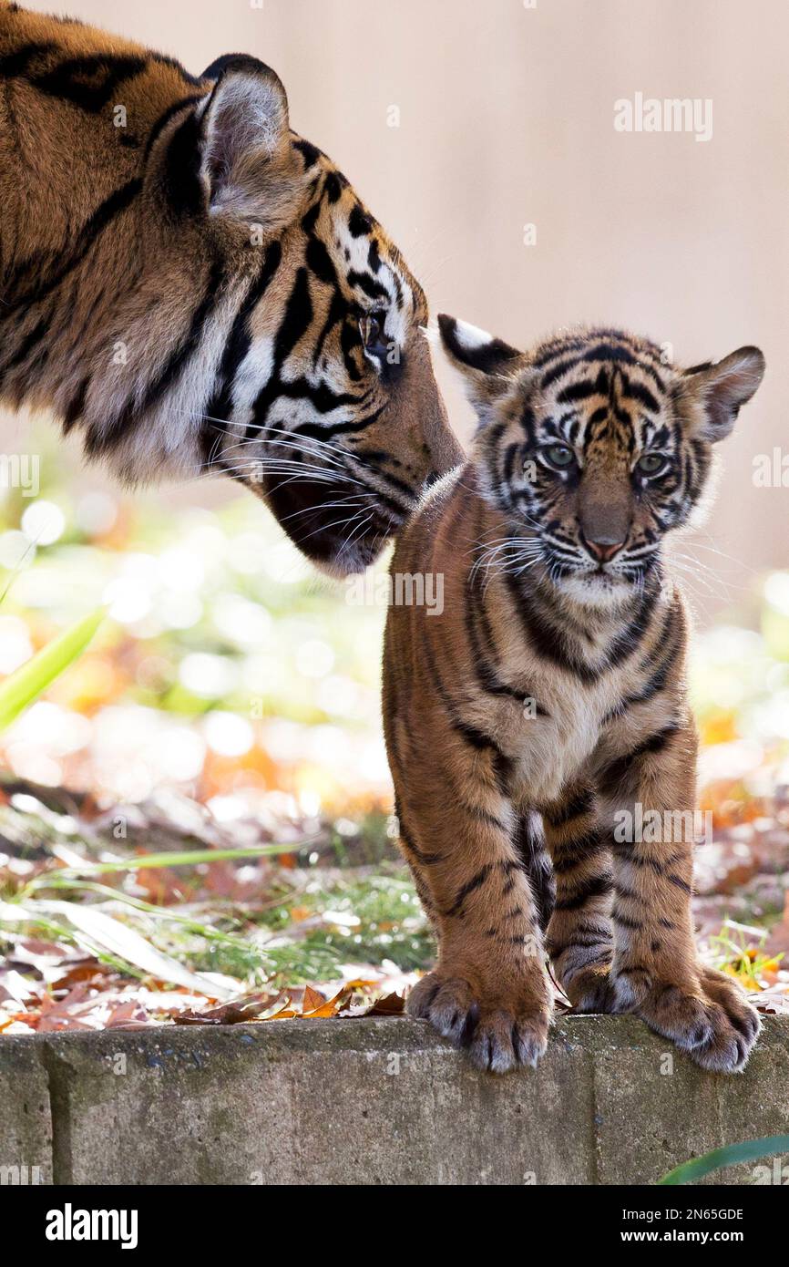 Mother Sumatran tiger Damai nuzzles one of her two cubs as the Sumatran ...