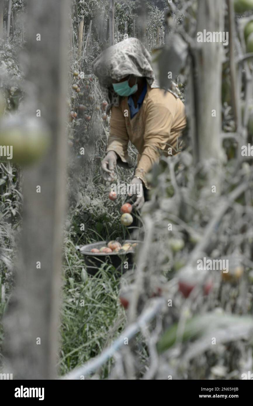 A farmer wearing a face mask works on a field covered with volcanic ash ...