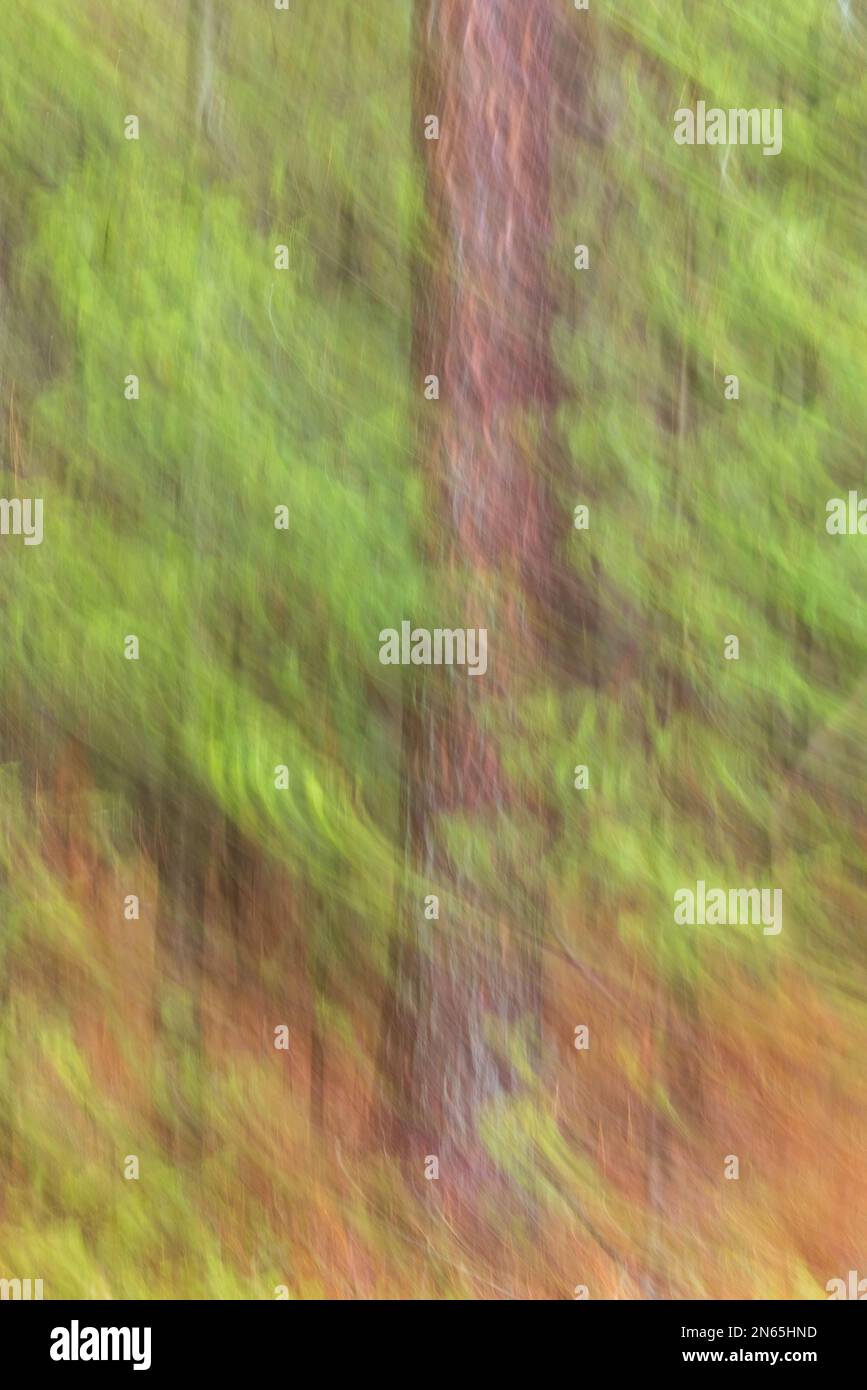 Camera movement in spruce forest hi-res stock photography and images ...