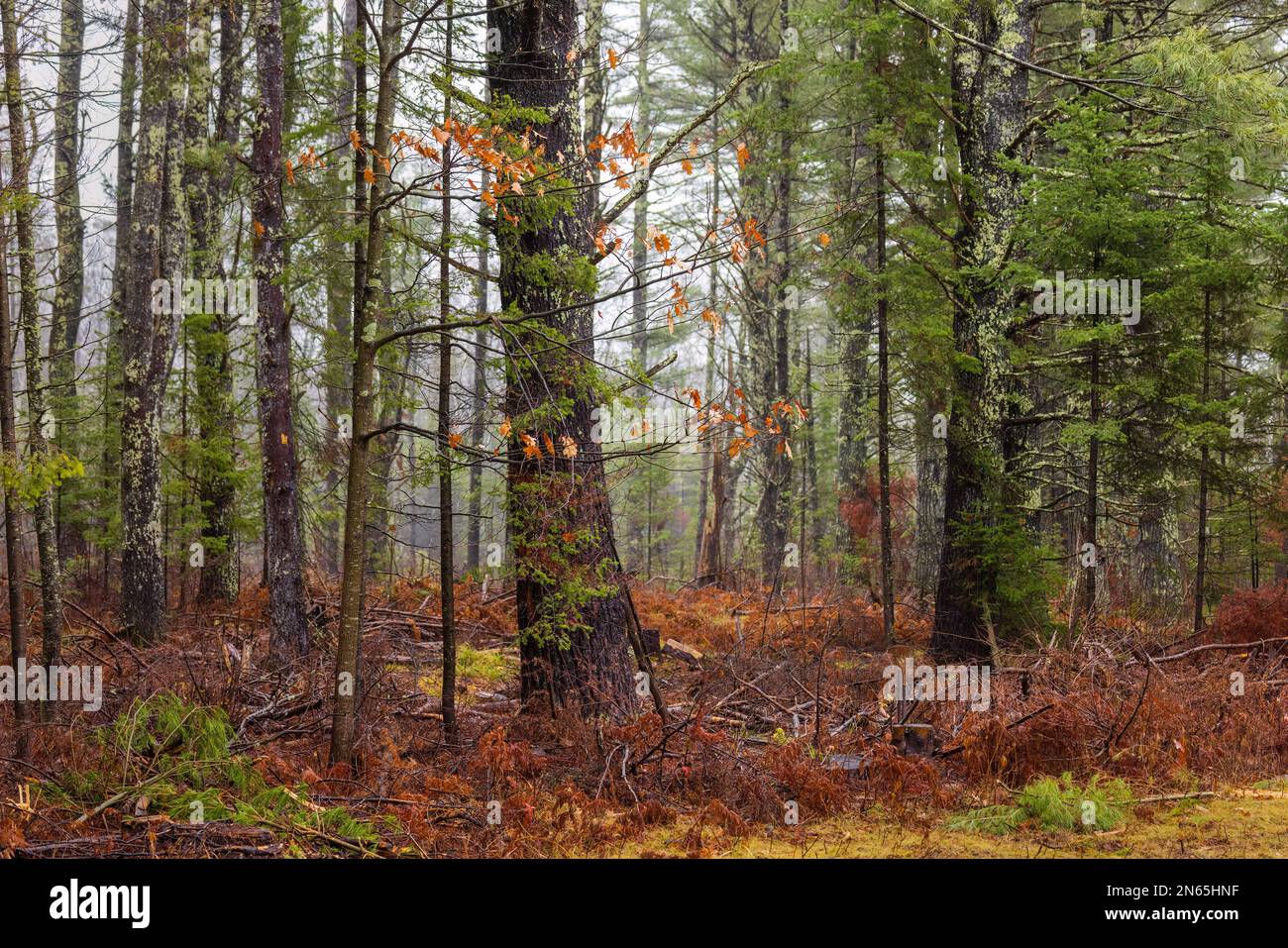 Misty morning in a logged section of the Chequamegon National Forest in ...