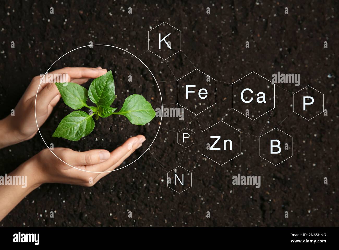 Mineral fertilizer. Woman taking care of young seedling in soil, top ...