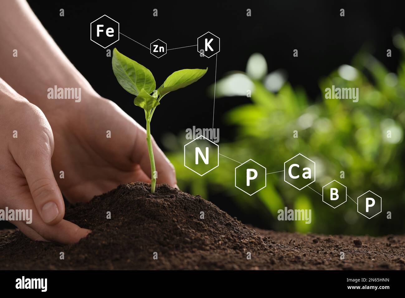 Mineral fertilizer. Woman planting young seedling into soil, closeup ...