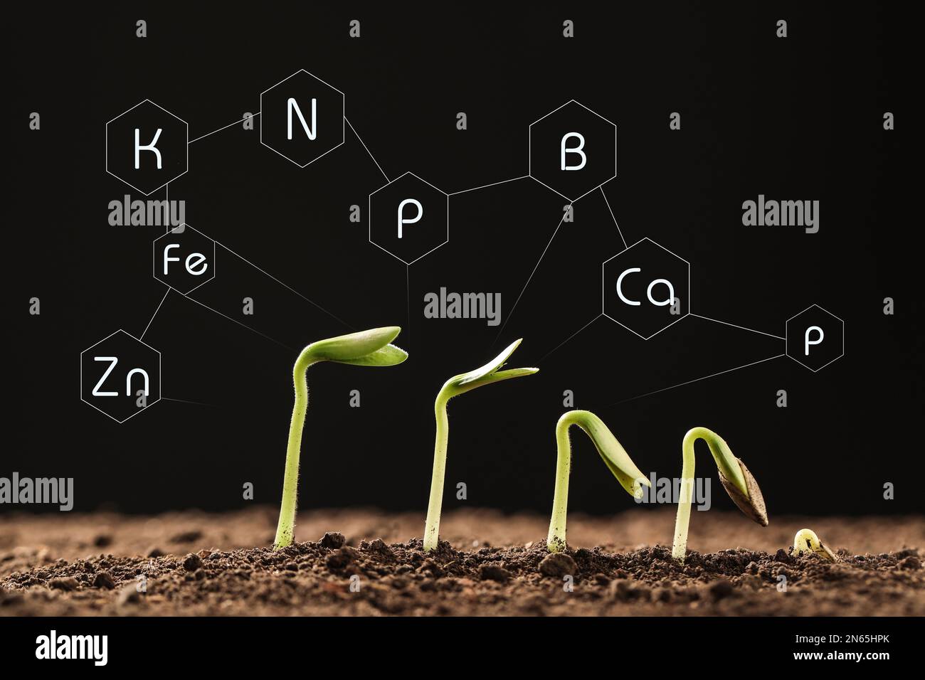 Mineral fertilizer. Young seedlings growing in soil, closeup view Stock ...