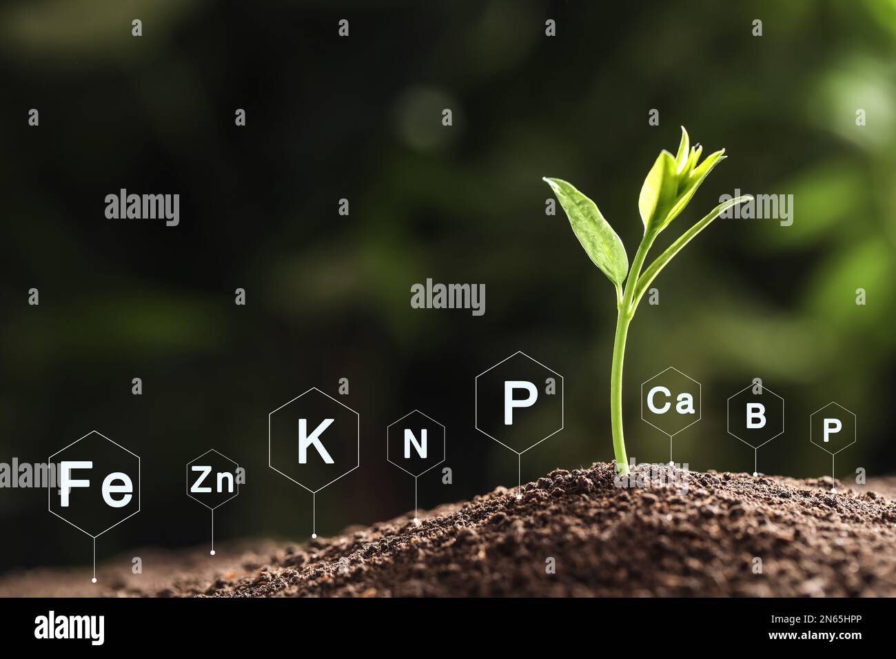 Mineral fertilizer. Young seedling growing in soil, closeup Stock Photo ...