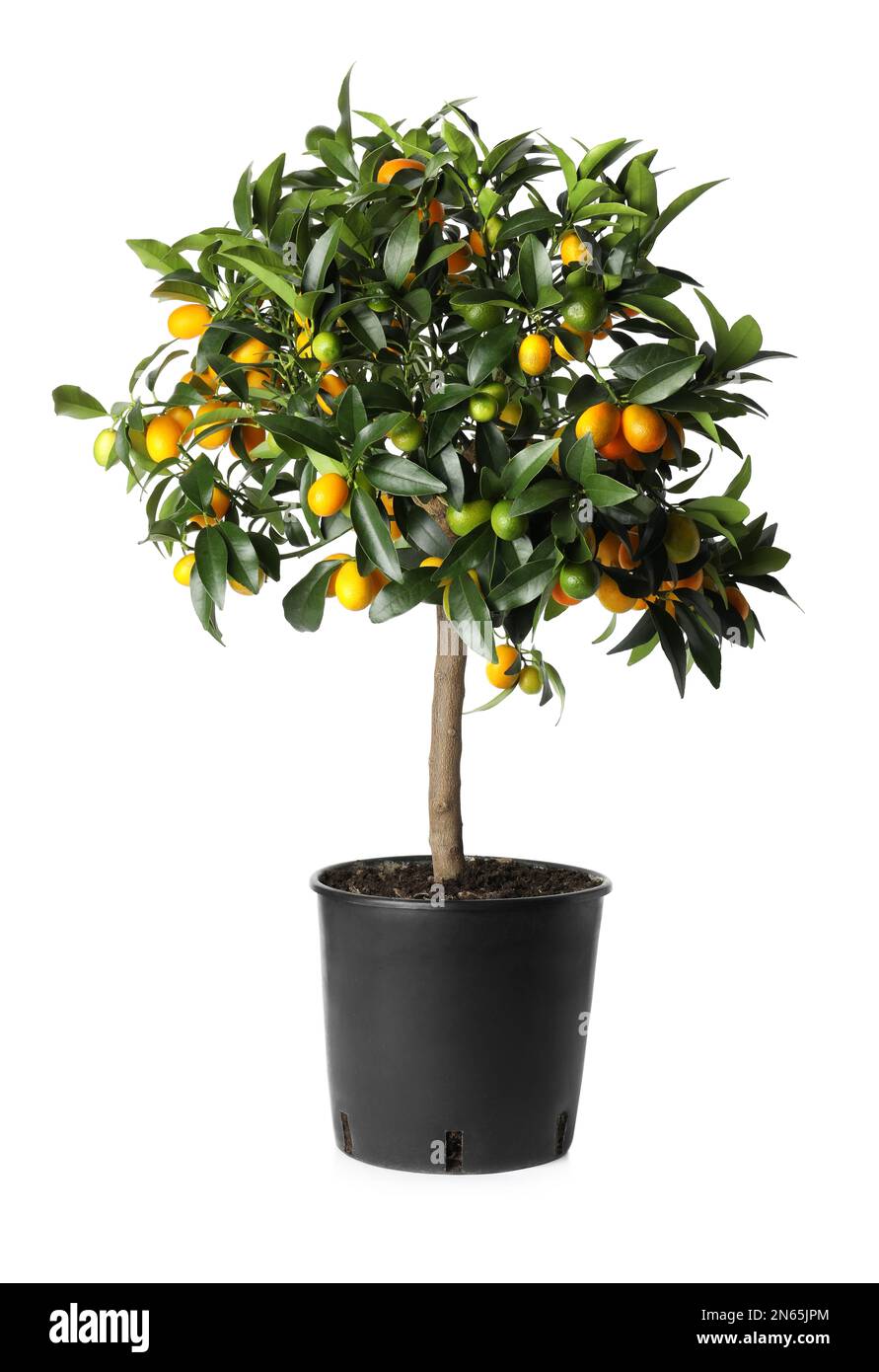 Kumquat tree with ripening fruits in flowerpot isolated on white Stock ...