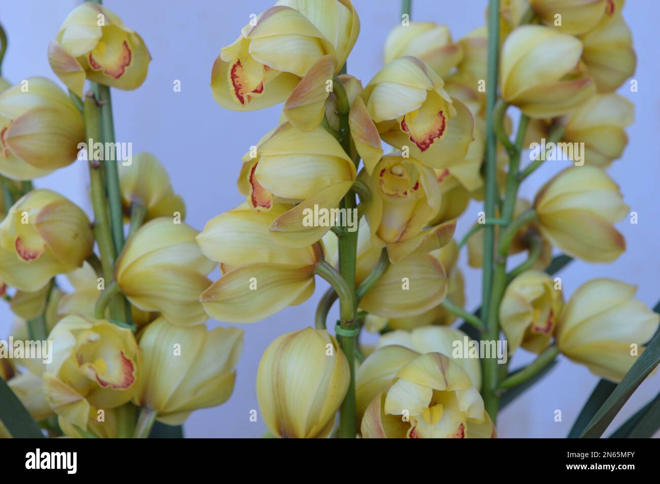 A bunch of yellow Cymbidium or Boat Orchid Stock Photo - Alamy