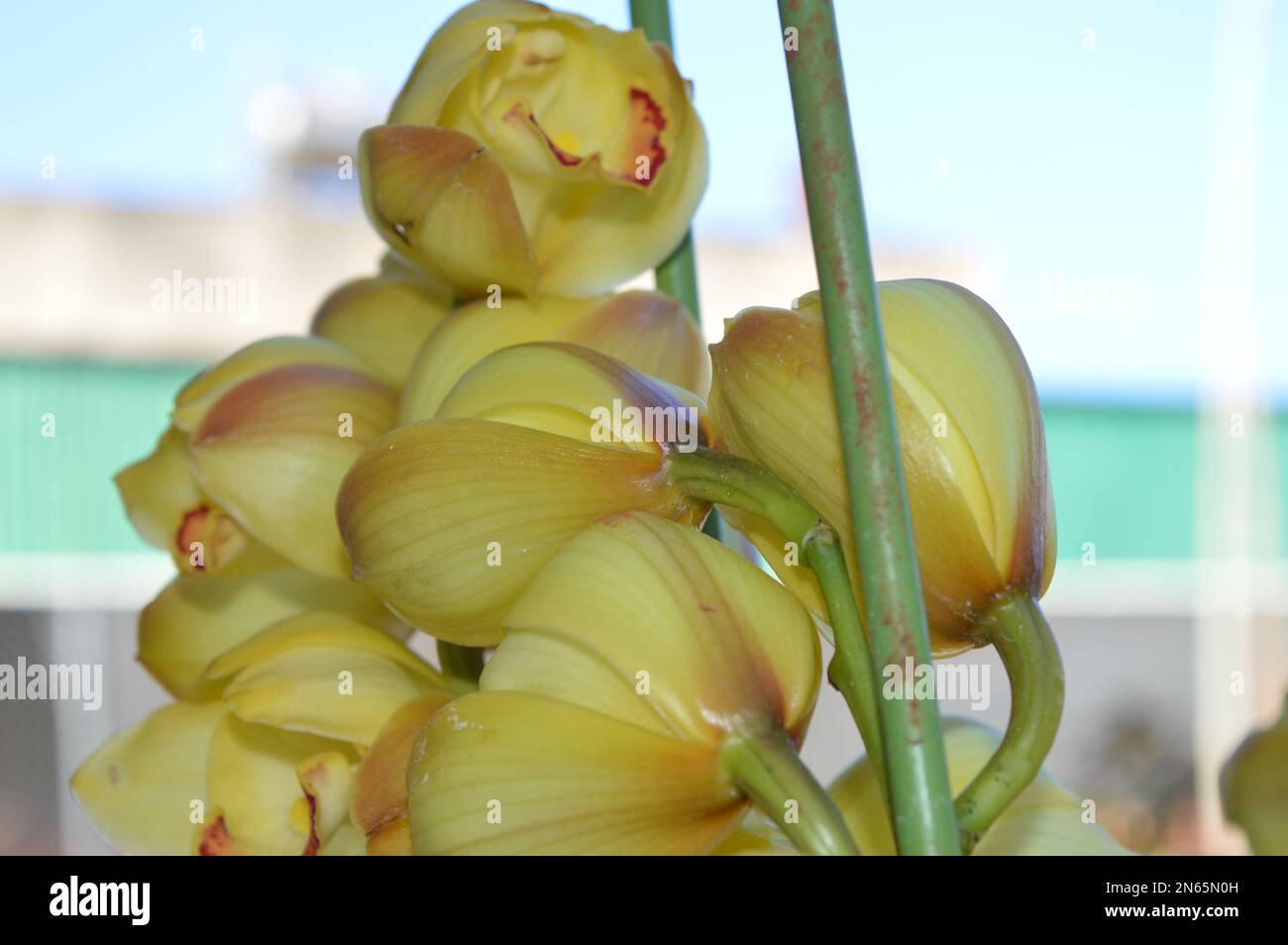 Bunch yellow cymbidium boat hi-res stock photography and images - Alamy