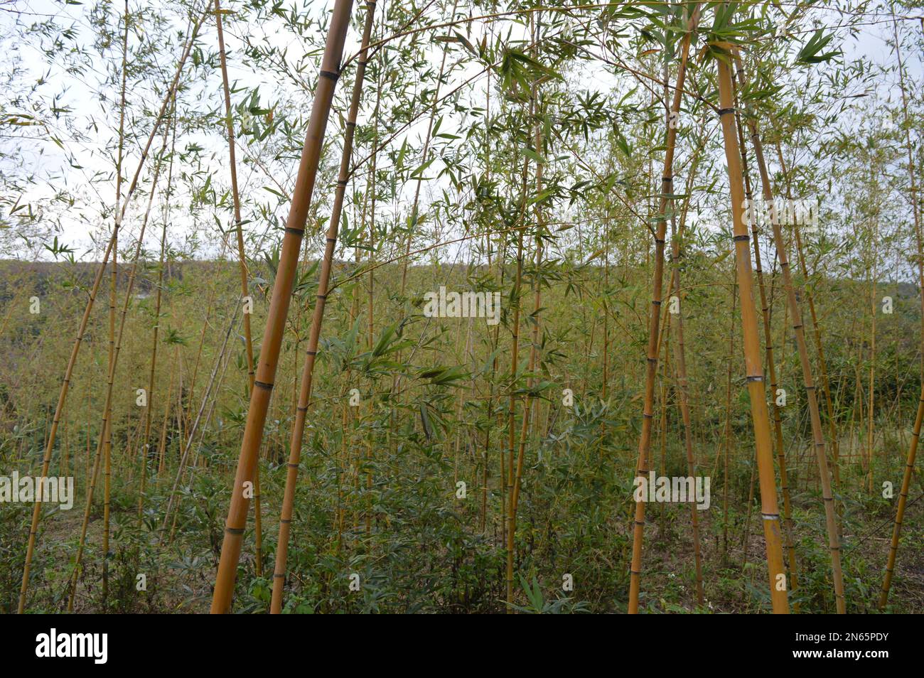 Bamboo trees in the countryside of Vietnam Stock Photo - Alamy