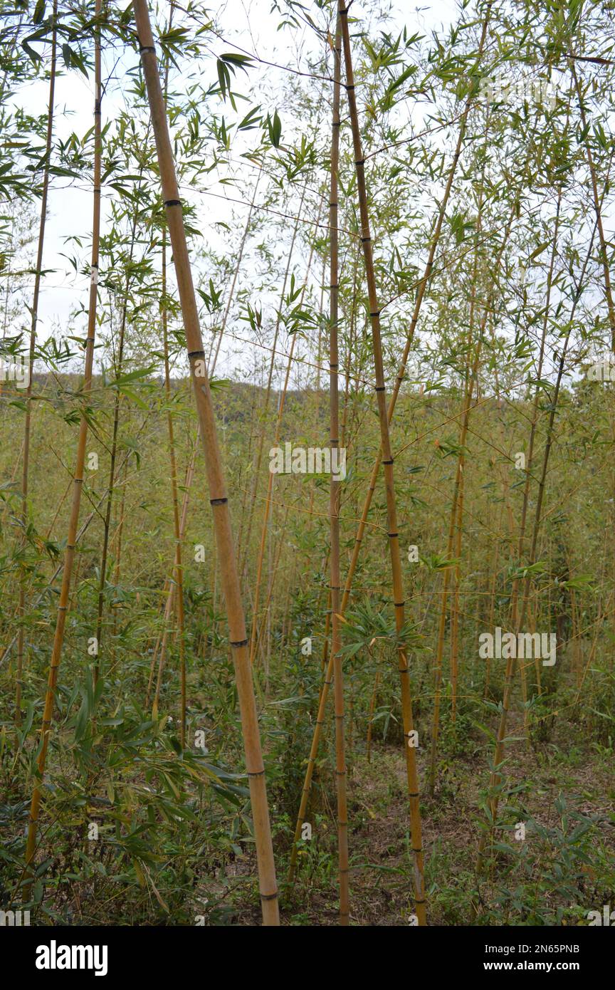 Bamboo trees in the countryside of Vietnam Stock Photo - Alamy