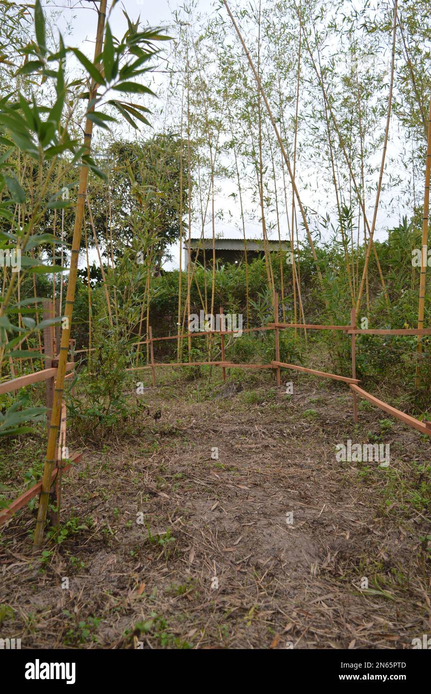 Bamboo trees in the countryside of Vietnam Stock Photo - Alamy