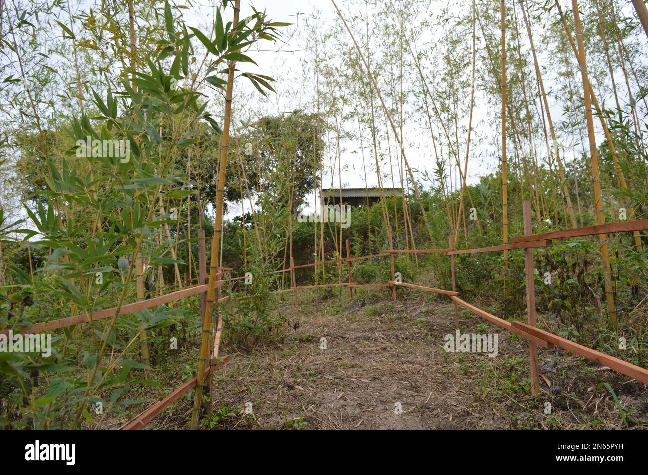 Bamboo trees in the countryside of Vietnam Stock Photo - Alamy