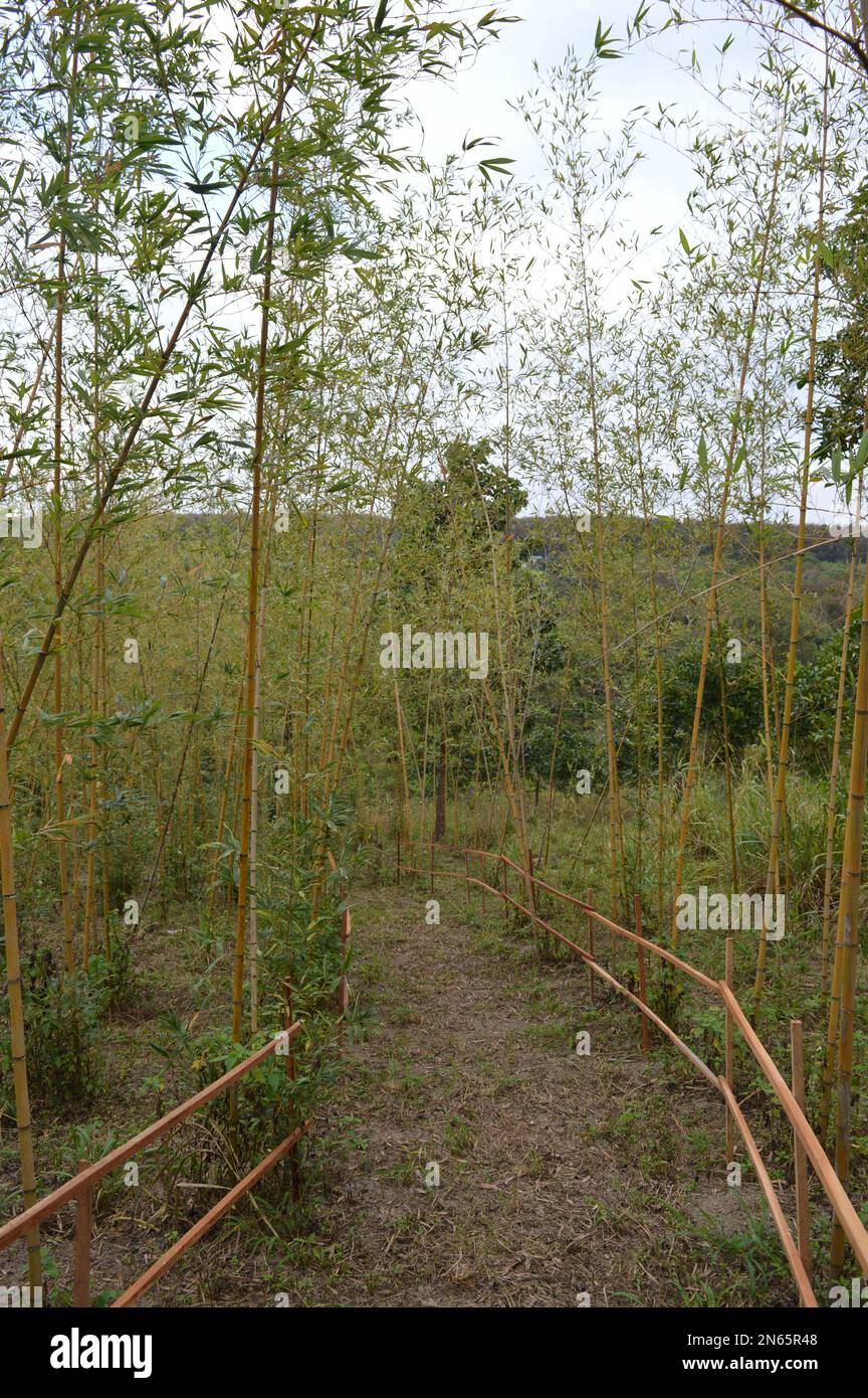 Bamboo trees in the countryside of Vietnam Stock Photo - Alamy