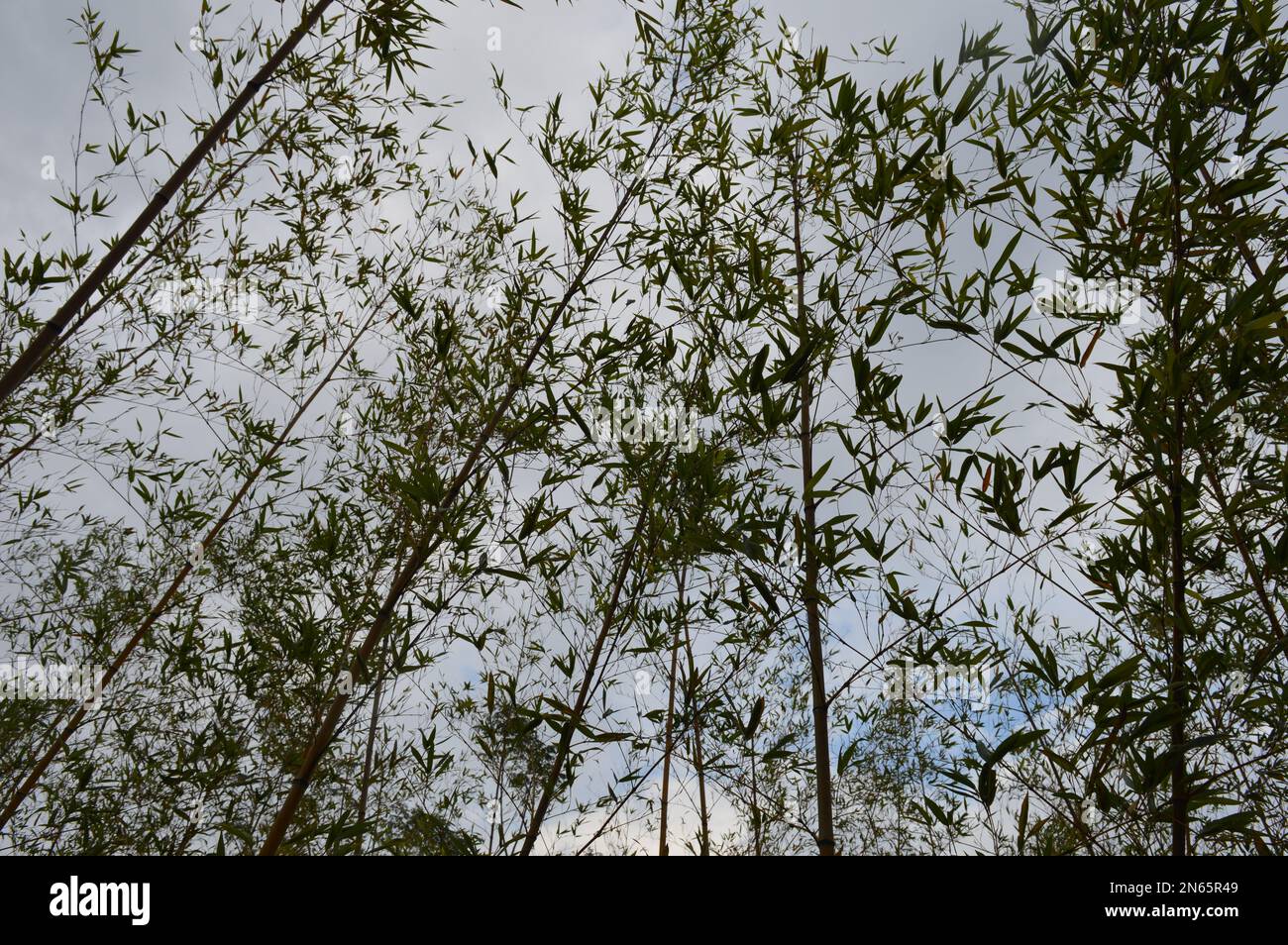 Bamboo trees in the countryside of Vietnam Stock Photo - Alamy
