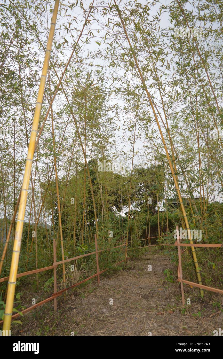Bamboo trees in the countryside of Vietnam Stock Photo - Alamy