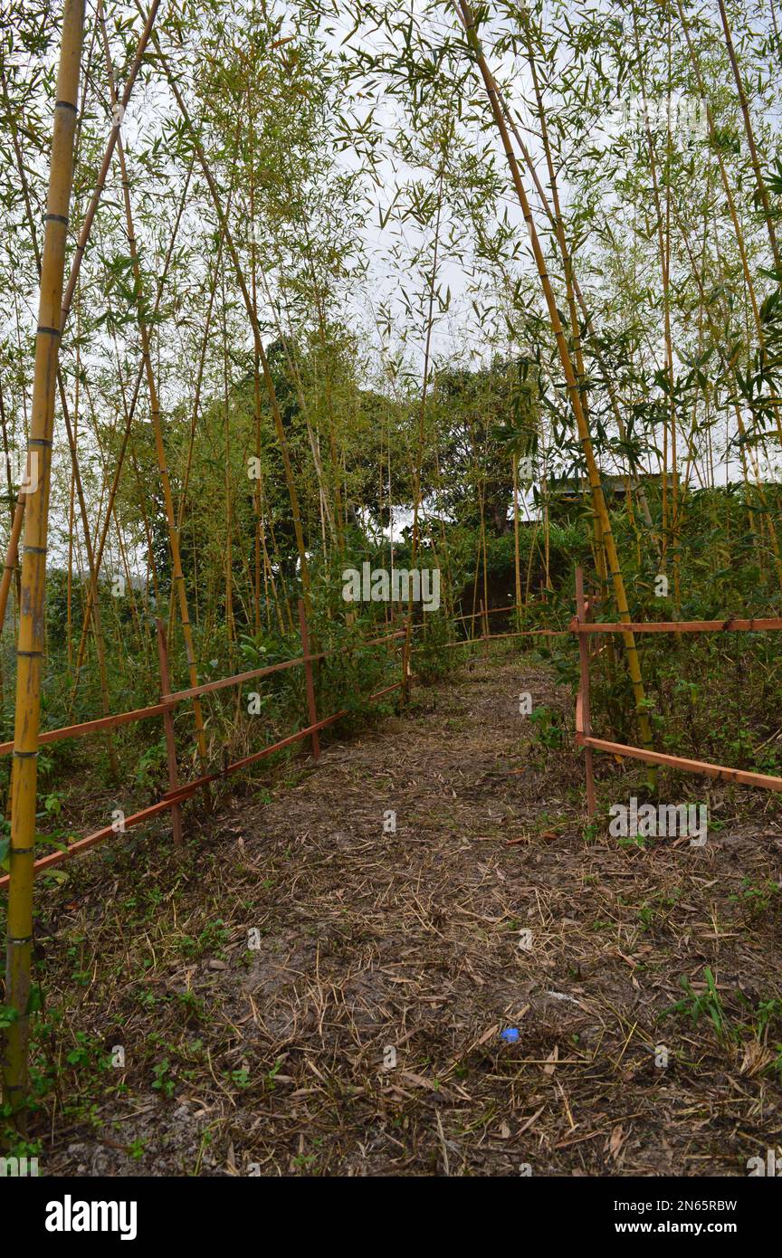 Bamboo trees in the countryside of Vietnam Stock Photo - Alamy