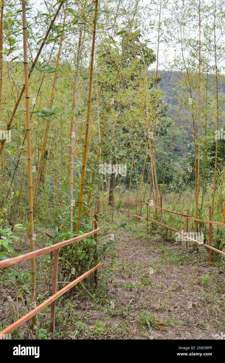 Bamboo trees in the countryside of Vietnam Stock Photo - Alamy