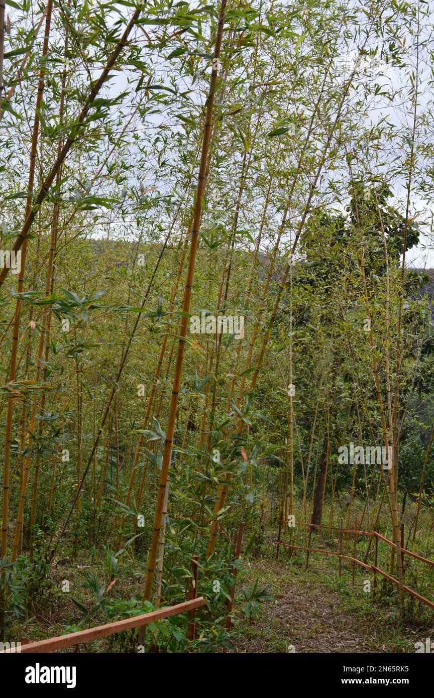 Bamboo trees in the countryside of Vietnam Stock Photo - Alamy