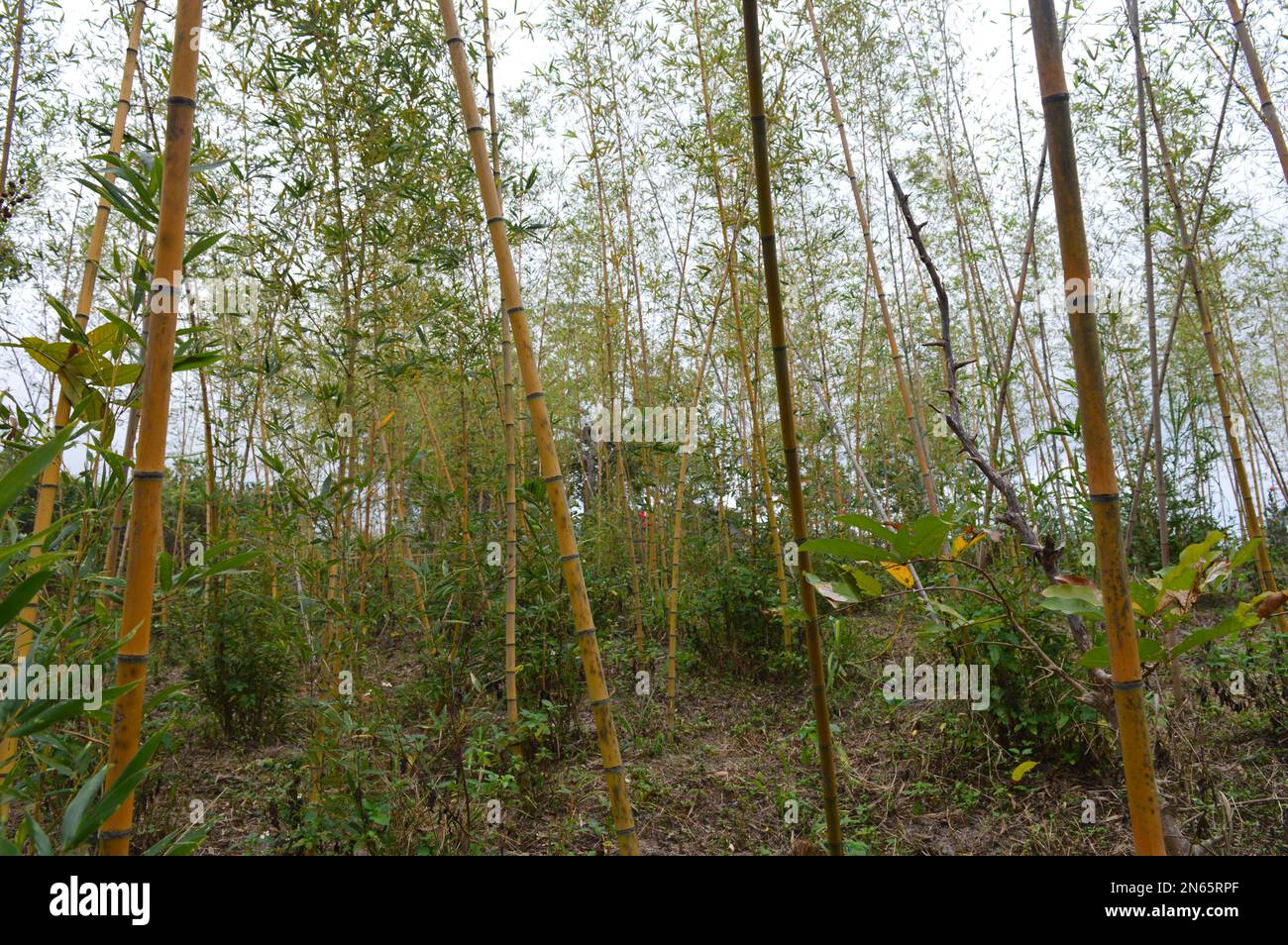 Bamboo trees in the countryside of Vietnam Stock Photo - Alamy