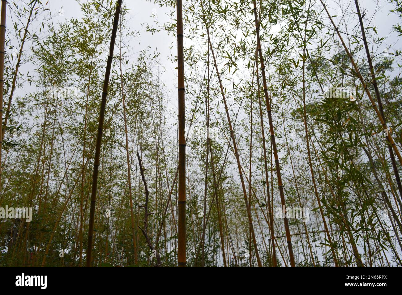 Bamboo trees in the countryside of Vietnam Stock Photo - Alamy