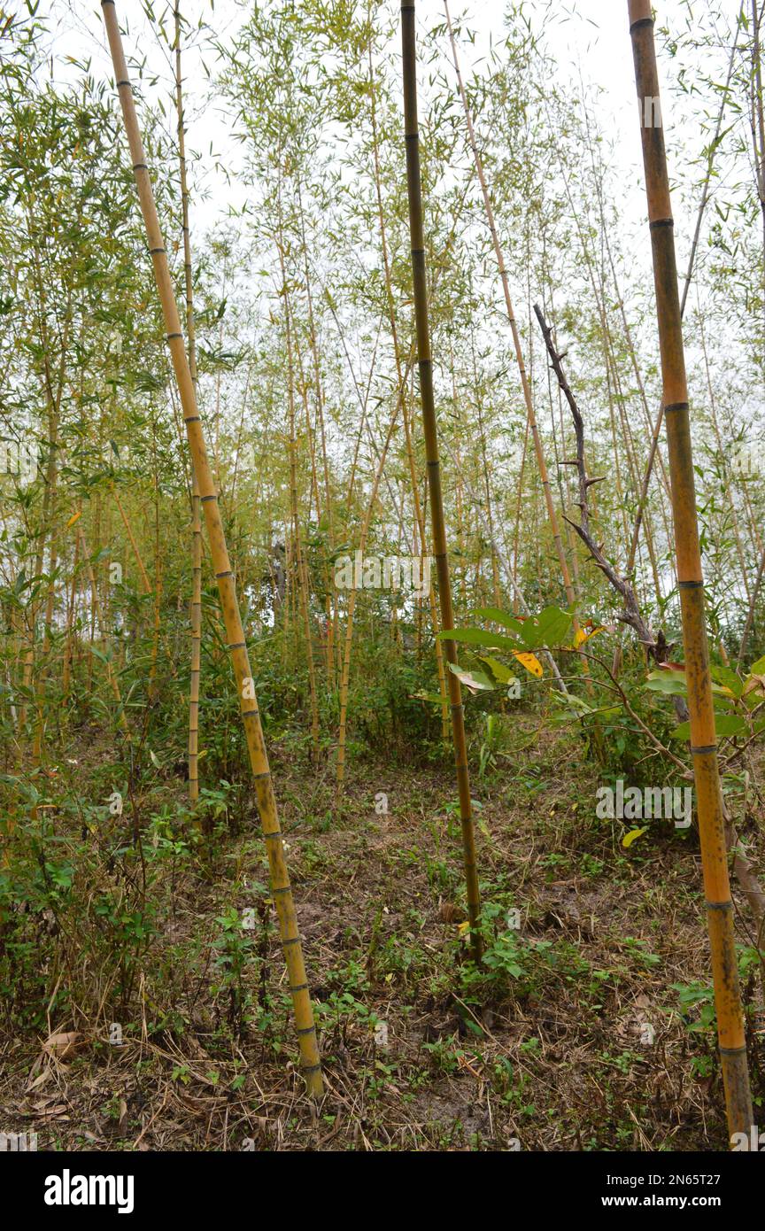 Bamboo trees in the countryside of Vietnam Stock Photo - Alamy