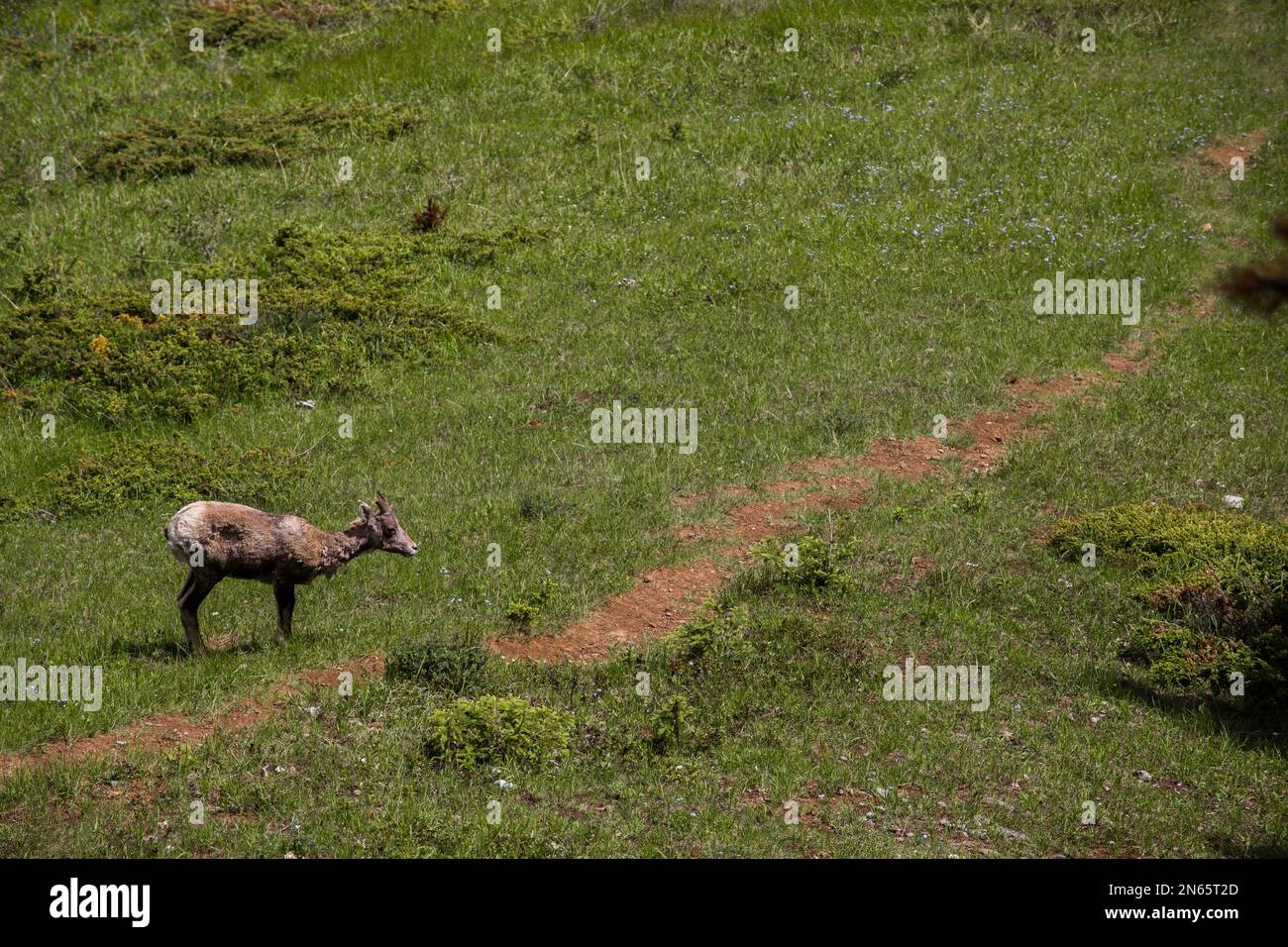 Bighorn sheep female graze on the meadow. Summer, travel period, Banff ...