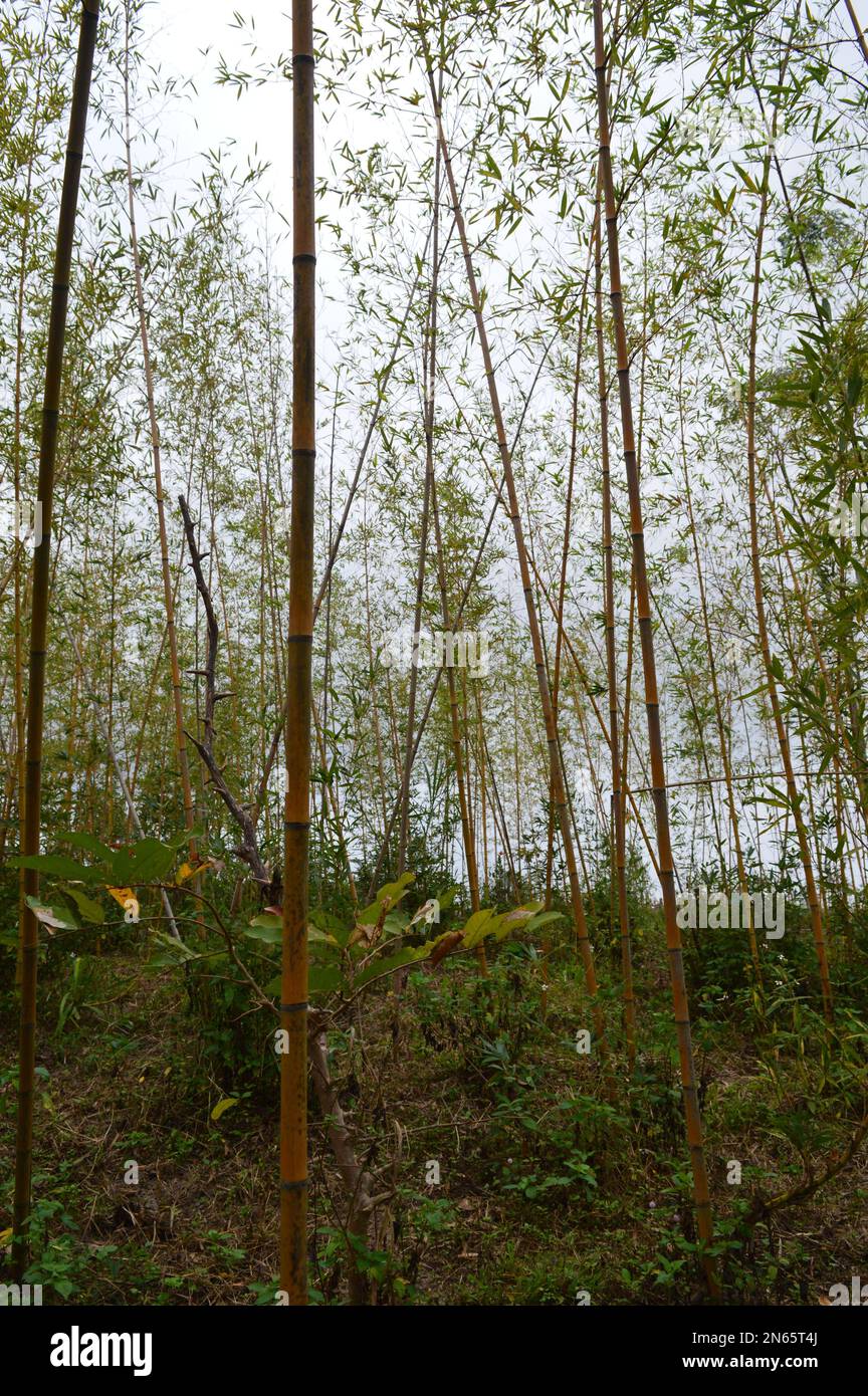 Bamboo trees in the countryside of Vietnam Stock Photo - Alamy