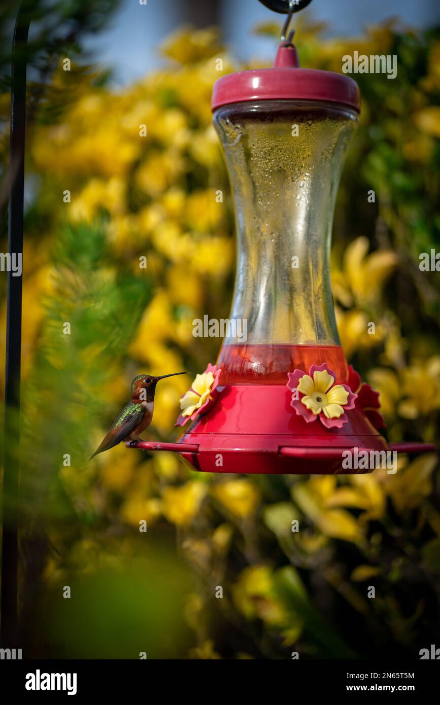 Hummingbird drinking from backyard bird feeder Stock Photo - Alamy