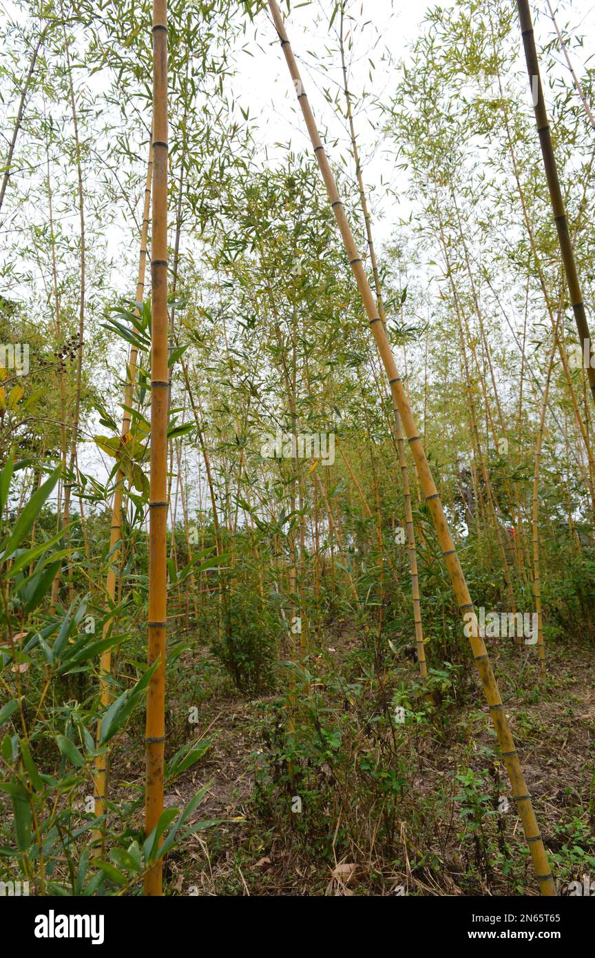 Bamboo trees in the countryside of Vietnam Stock Photo - Alamy