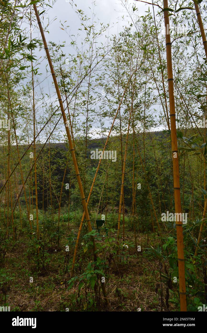 Bamboo trees in the countryside of Vietnam Stock Photo - Alamy