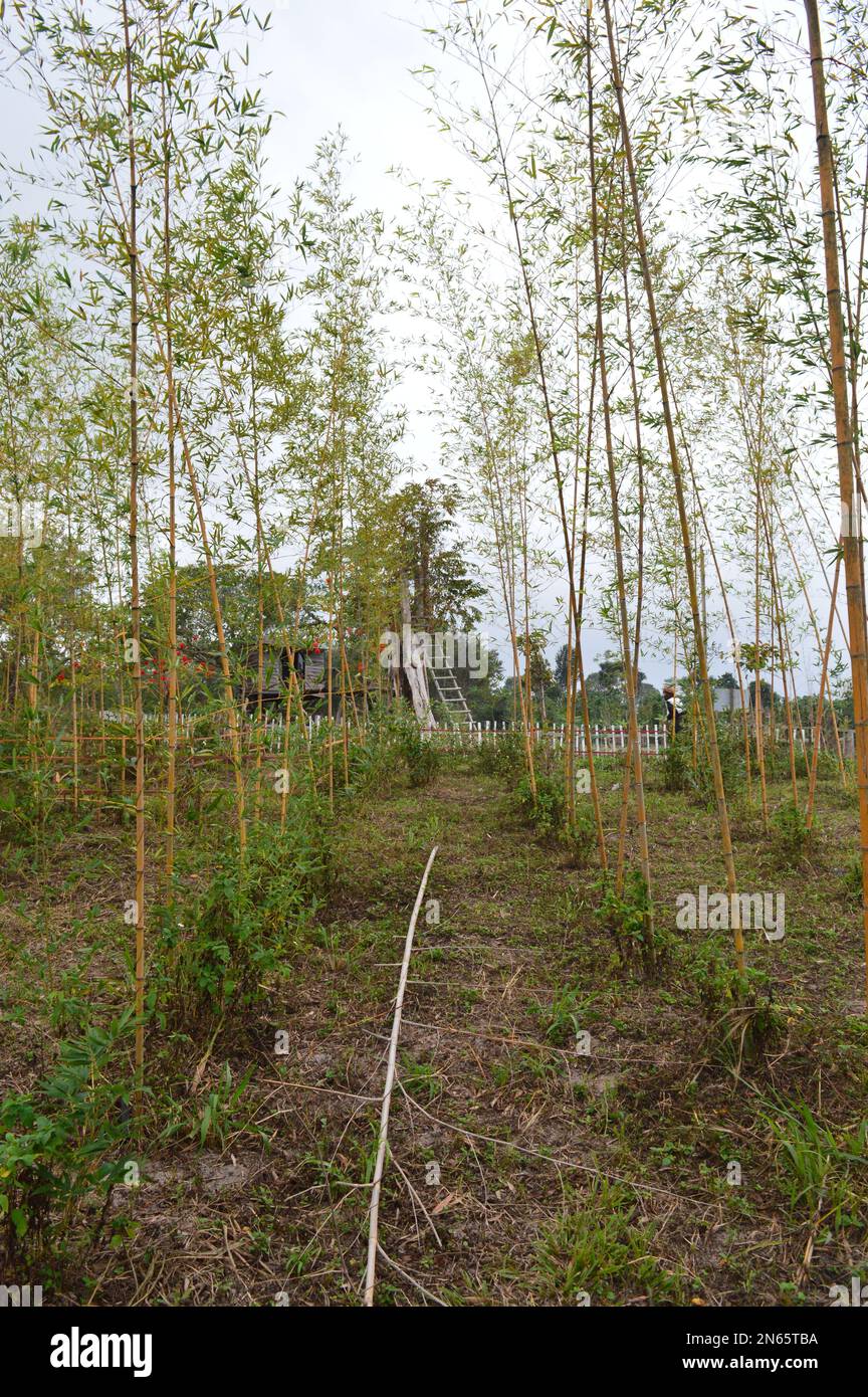Bamboo trees in the countryside of Vietnam Stock Photo - Alamy