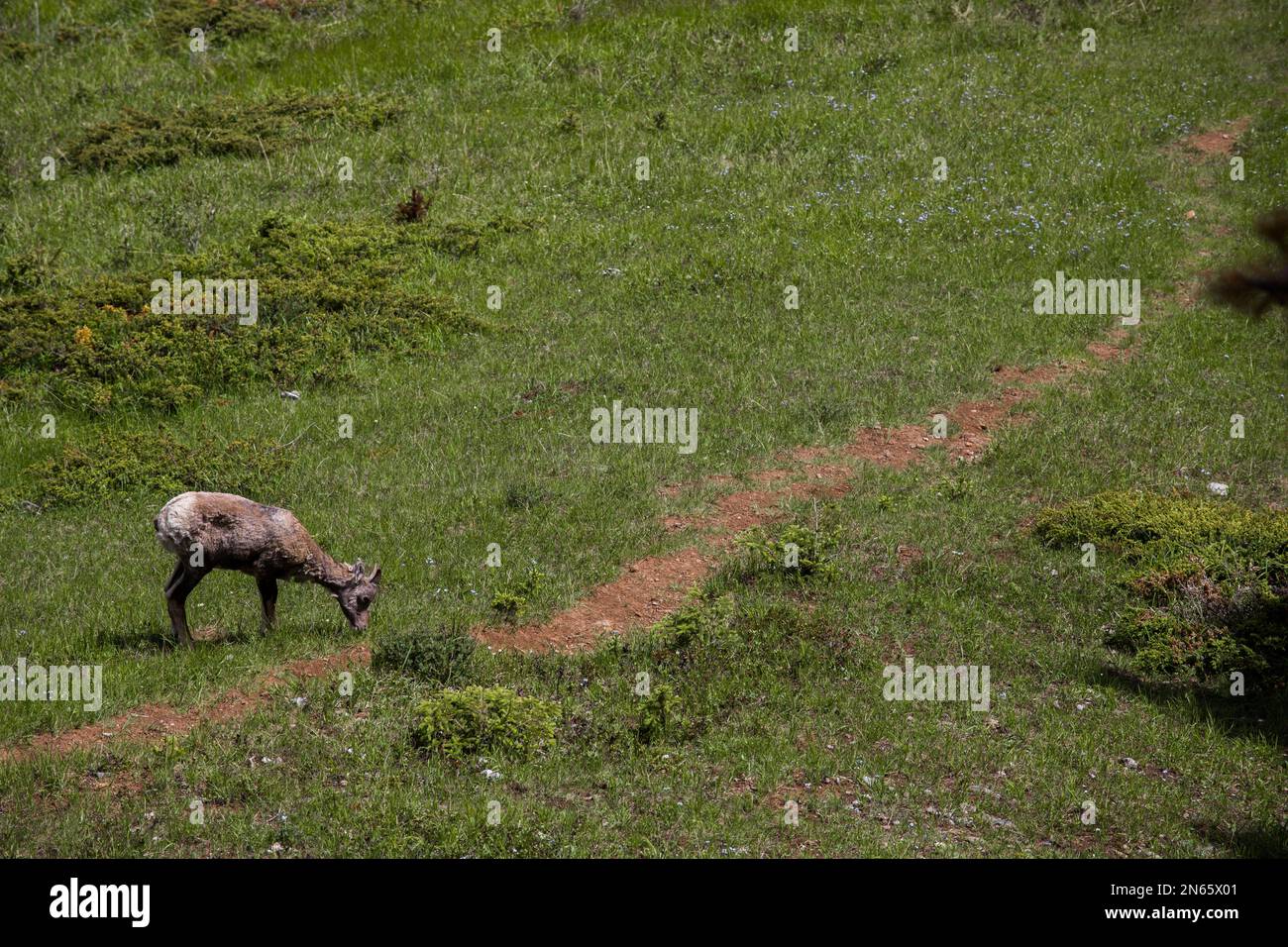 Bighorn sheep female graze on the meadow. Summer, travel period, Banff ...