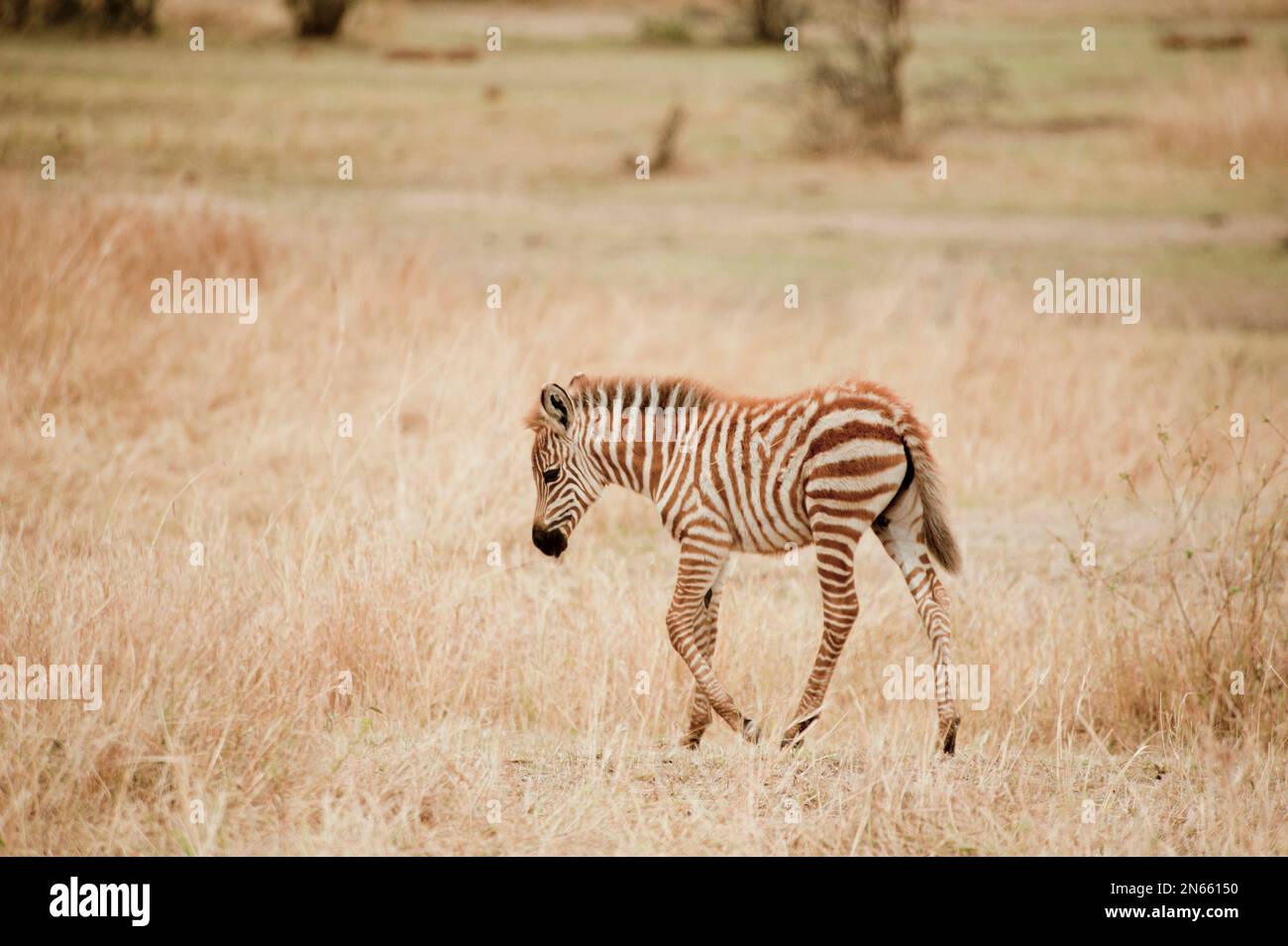Zebra foal, Serengeti National Park, Tanzania Stock Photo - Alamy