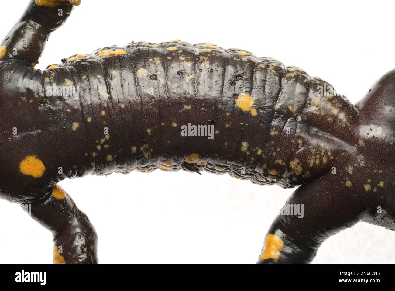 Skin lesions caused by Chytrid Fungus Bsal (Batrachochytrium ...