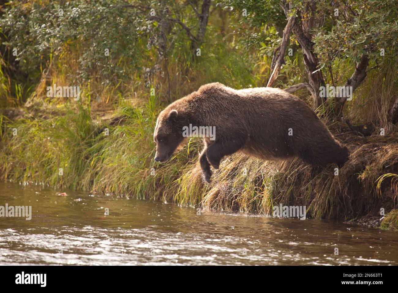 Alaskan brown bear jumping into Katmai River, Alaska Stock Photo - Alamy