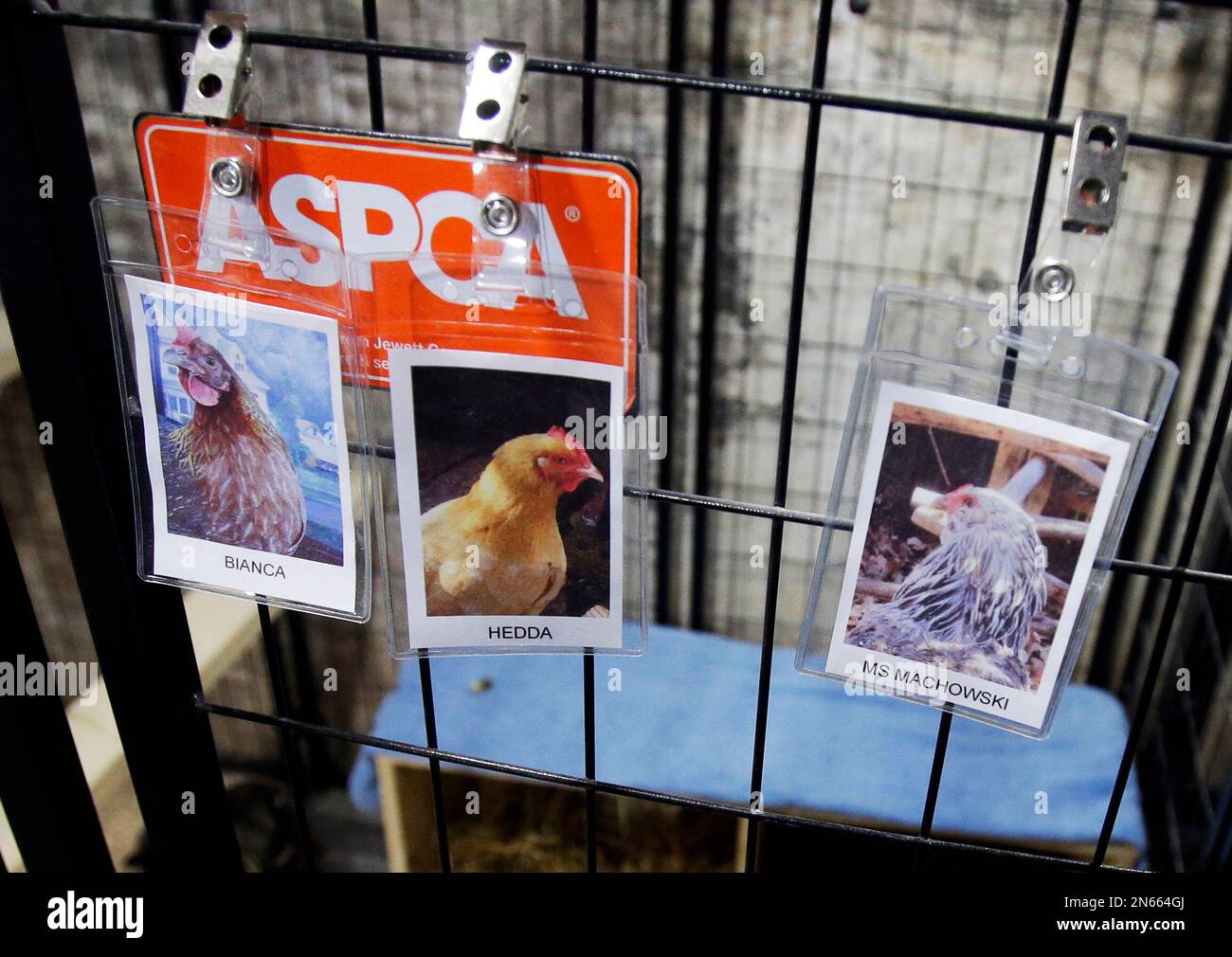 In this photo taken Thursday, Nov. 14, 2013, photos of chickens ...