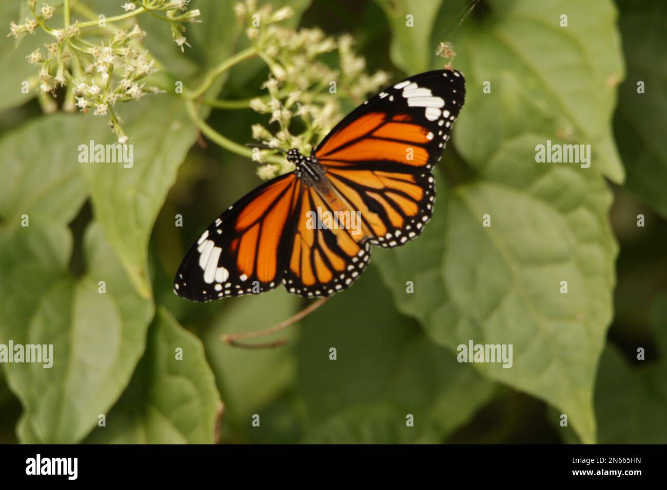 Beautiful butterflies, Dragonflies and Beetles in Sri Lanka, Visit Sri ...