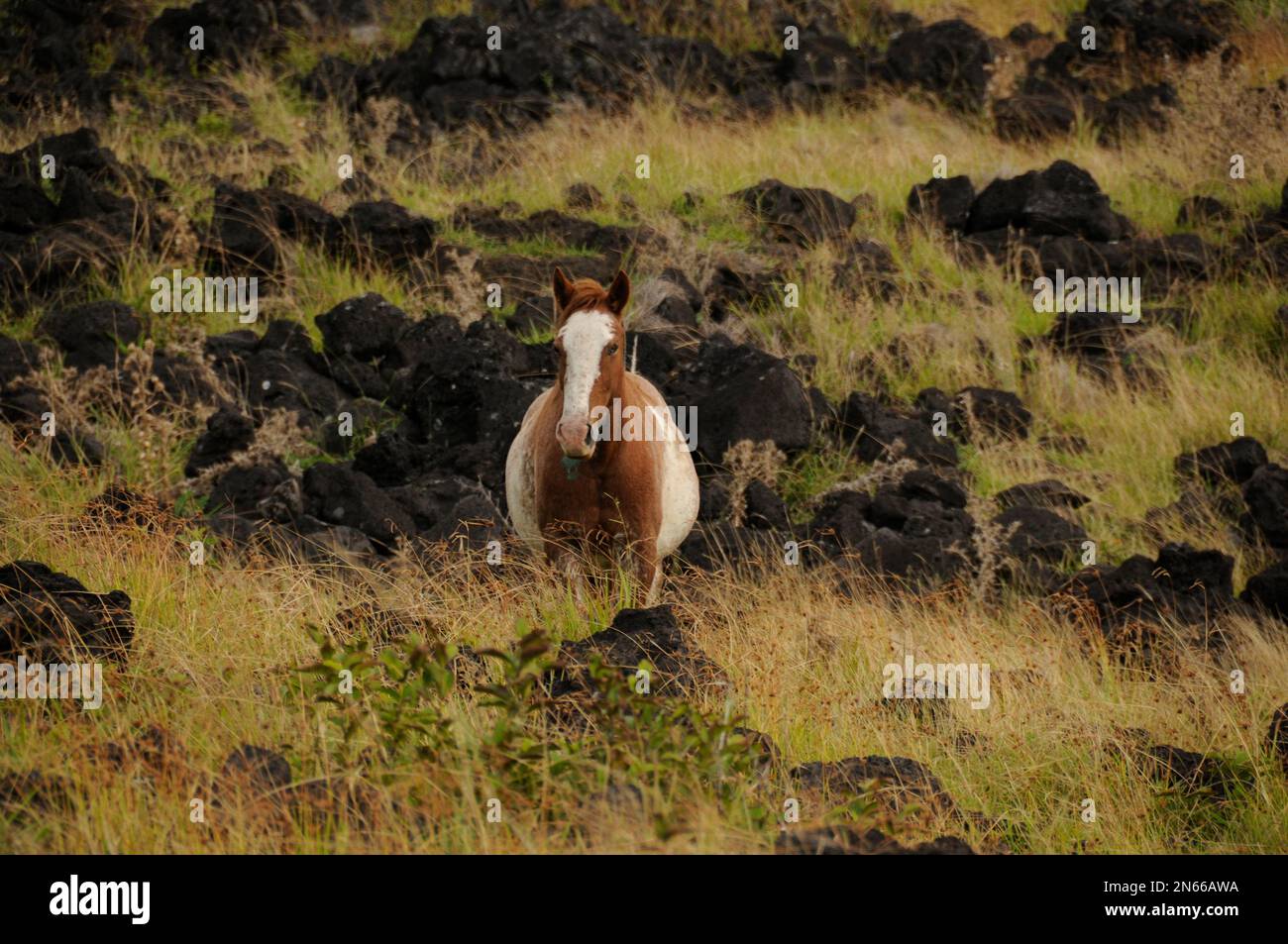 Easter island chile wildlife hi-res stock photography and images - Alamy