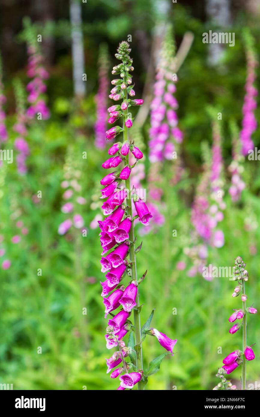 Pretty deep pink and magenta common foxglove flowers (Digitalis ...
