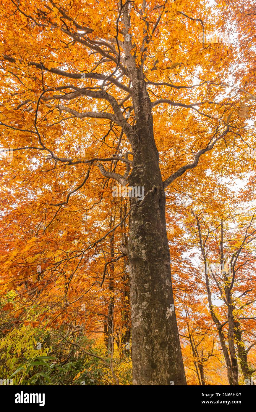 Beech forest in autumn colors, autumn leaves, Misatocho(Misato town ...
