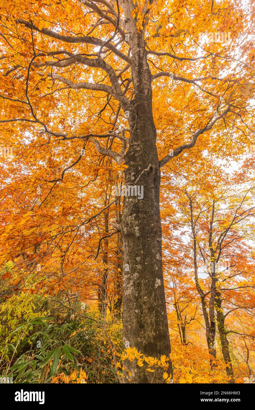 Beech forest in autumn colors, autumn leaves, Misatocho(Misato town ...