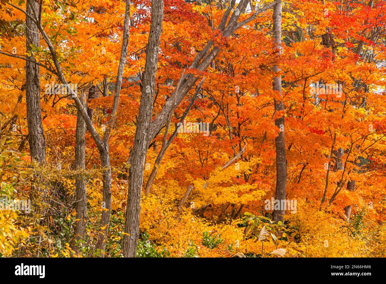 Deciduous Forest Trees Maple