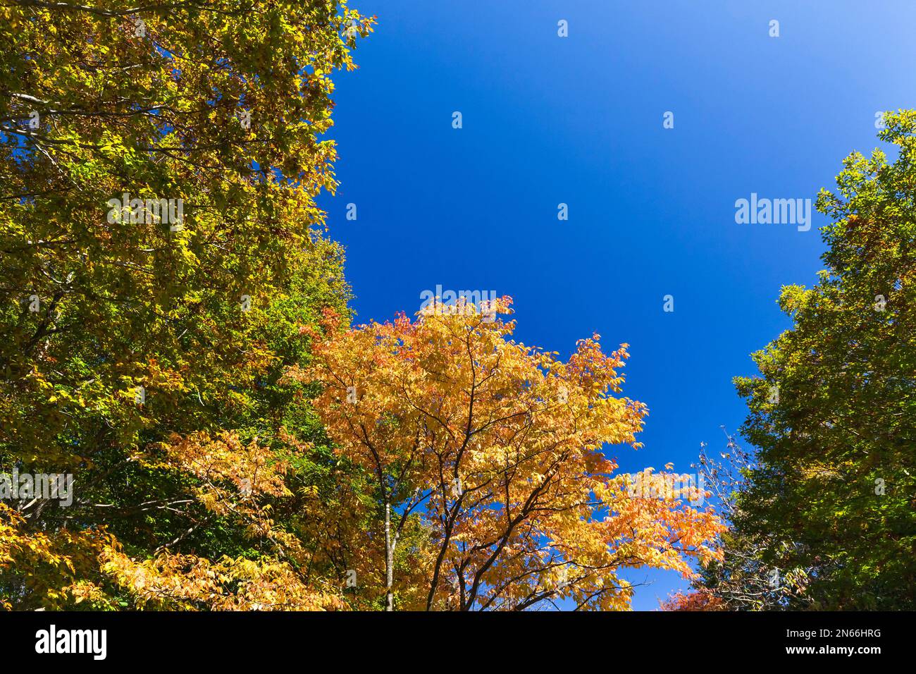 Autumn forest at Tazawako, Plateau, Senboku city, Akita, Tohoku, Japan ...