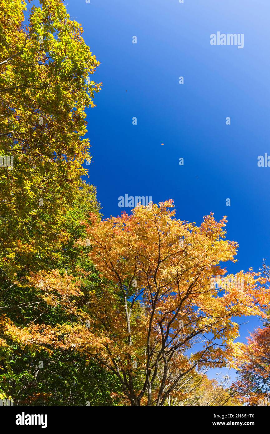 Autumn forest at Tazawako, Plateau, Senboku city, Akita, Tohoku, Japan ...