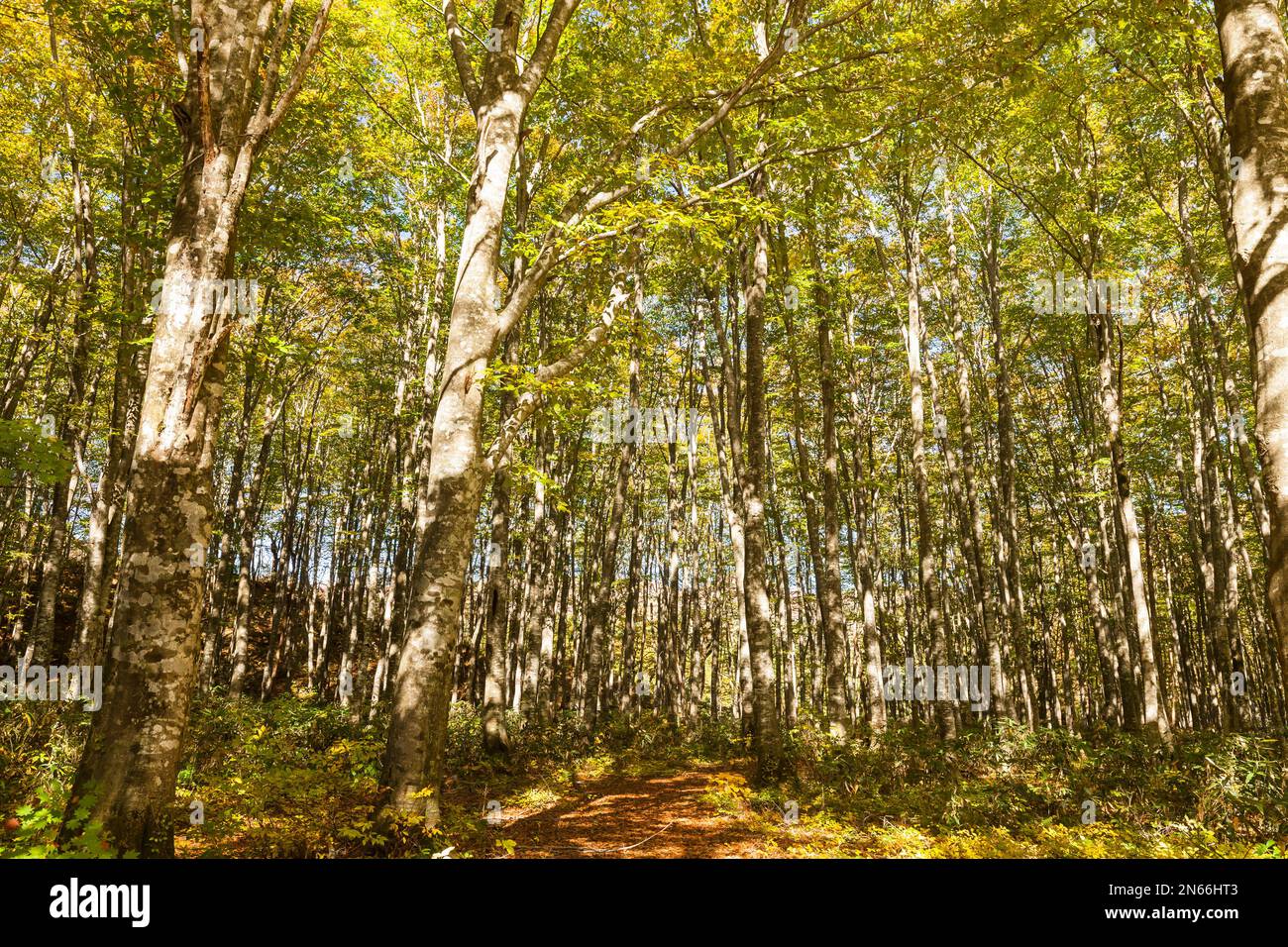 Beech forest at Tazawako Plateau, with autumn leaves, Senboku city ...