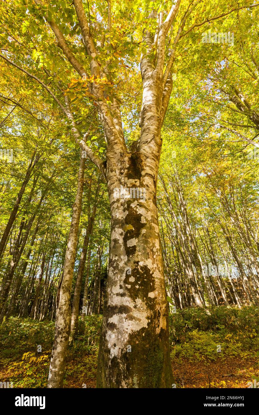 Beech forest at Tazawako Plateau, with autumn leaves, Senboku city ...