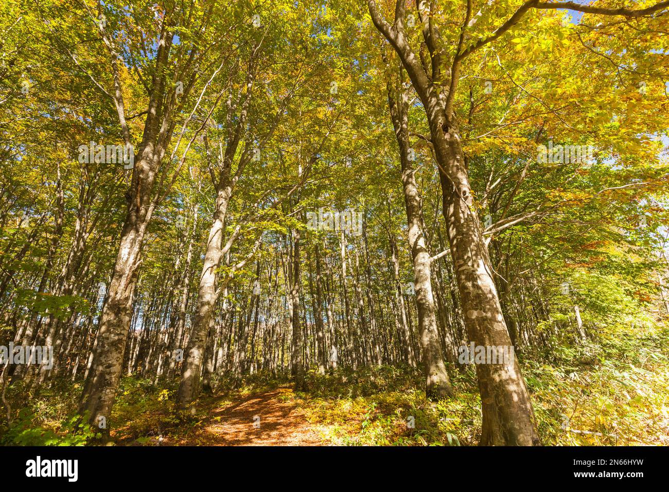 Beech forest at Tazawako Plateau, with autumn leaves, Senboku city ...