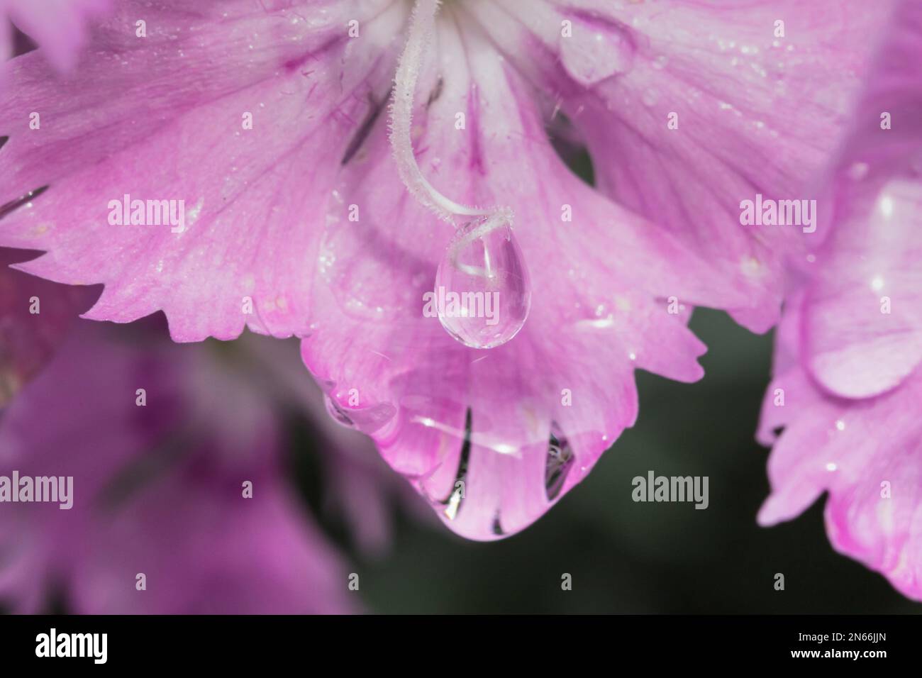 Morning dew, flower, garden, Yokote city, Akita, Tohoku, Japan, East ...