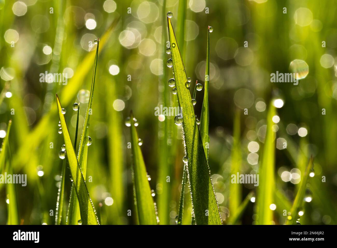 Morning dew, the grass, garden, field, Yokote city, Akita, Tohoku ...