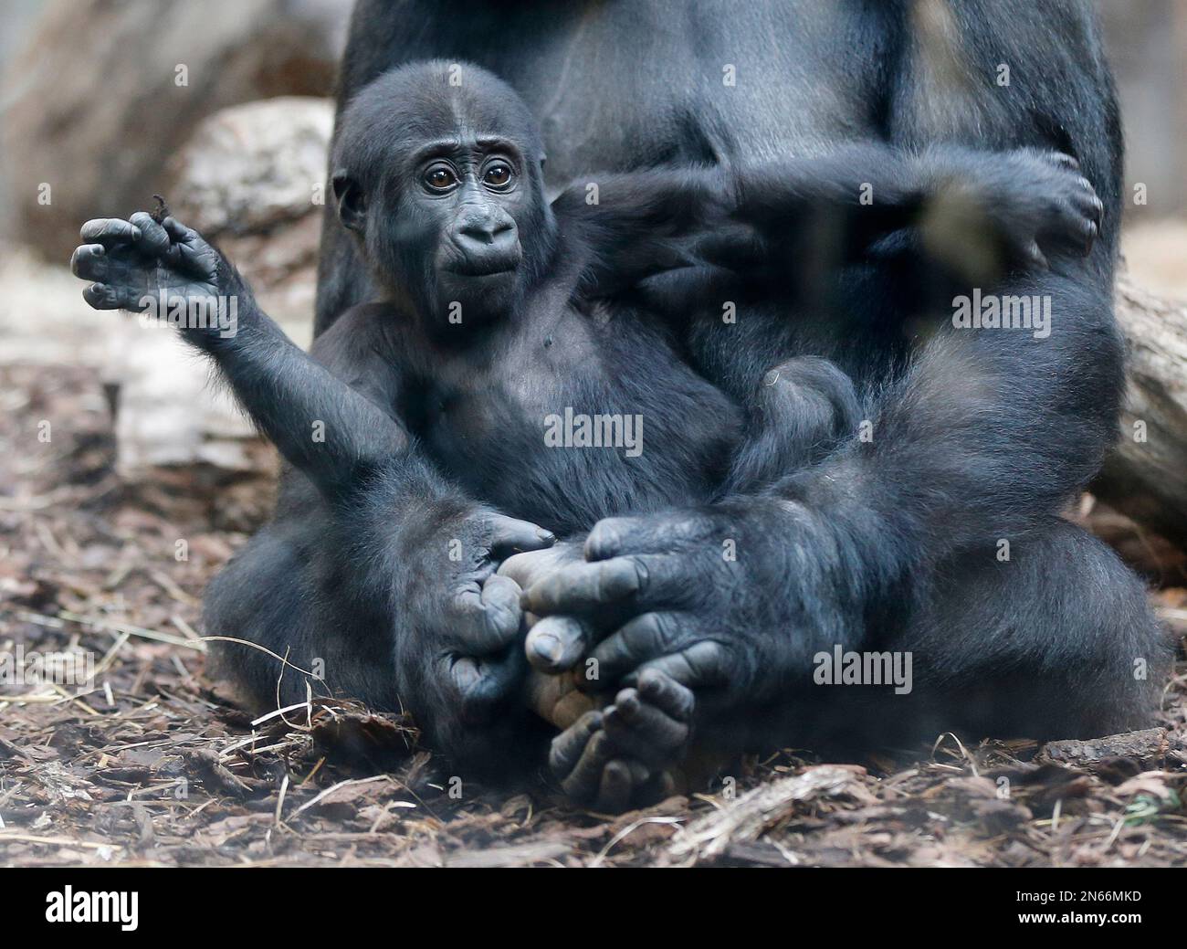 Gorilla Baby Sawa sits in the arms of its mother in the zoo in ...
