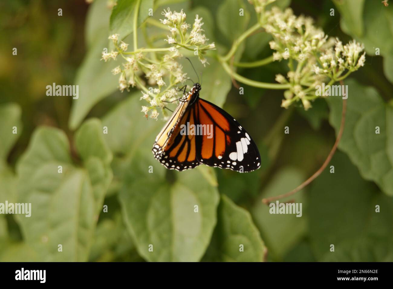 Beautiful butterflies, Dragonflies and Beetles in Sri Lanka, Visit Sri ...